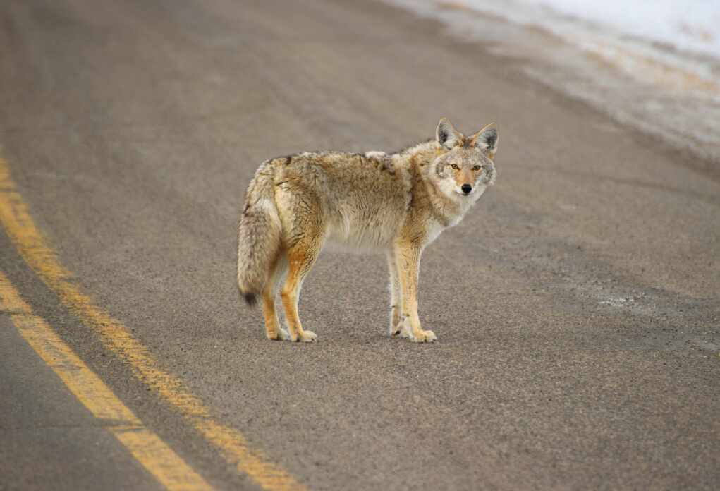 Coyote Reaches Alcatraz Island Naturally | American Seeker
